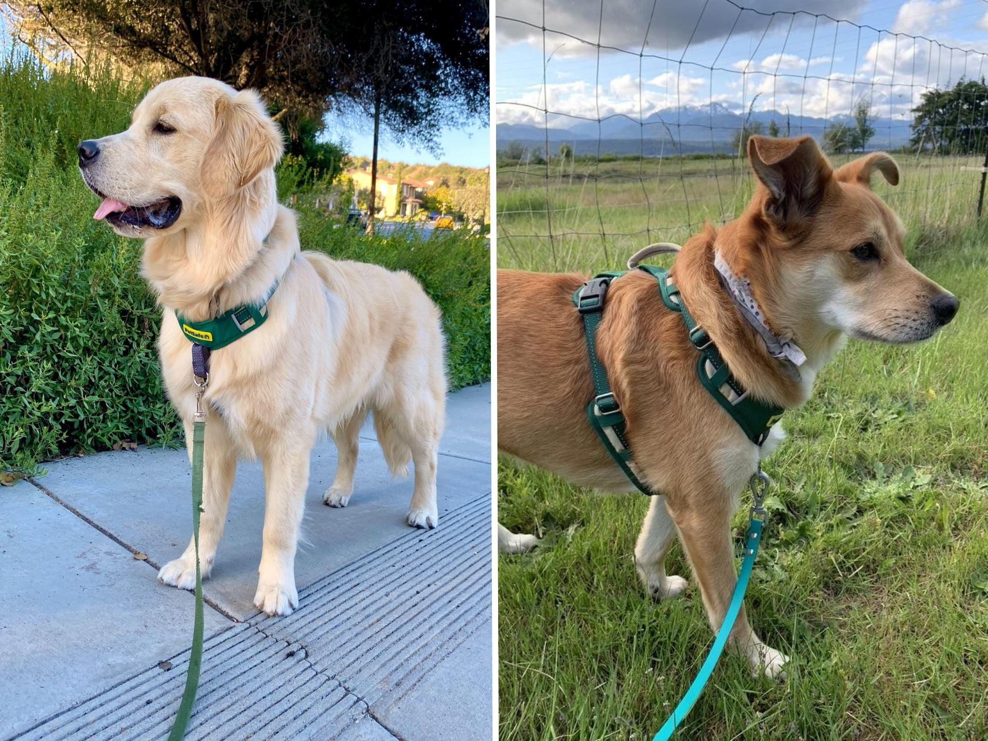 The best no-pull dog harnesses we tested with over two dozen pups