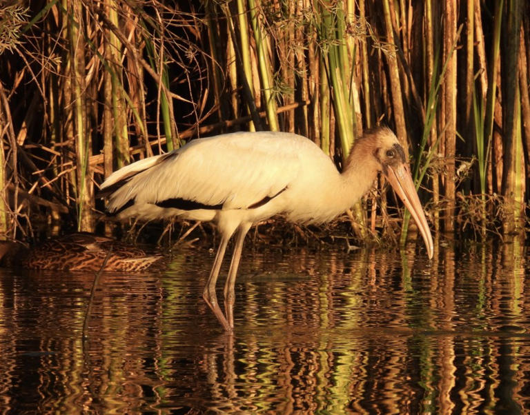 ‘As rare as it gets’: Tropical bird spotted near Denver marks 1st ...