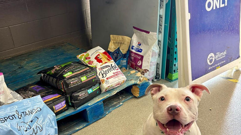 Food pantry at The Animal Foundation faces urgent need for dog food ...