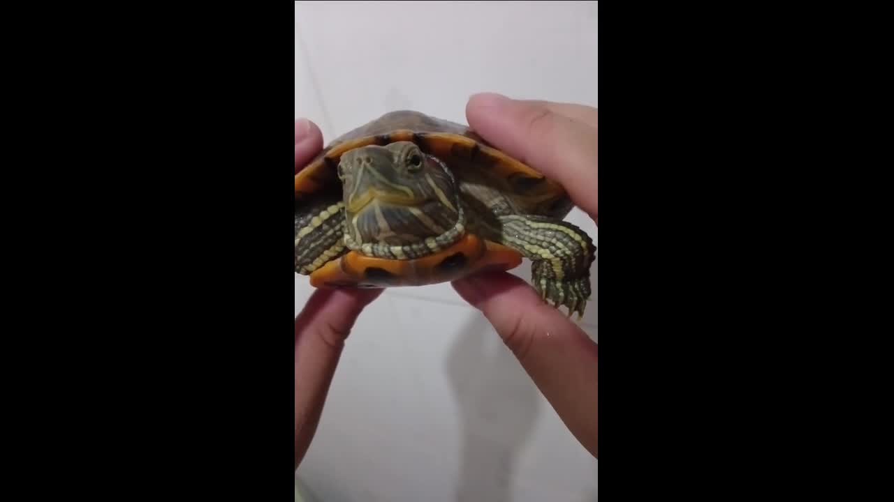 Aggressive turtle bites finger in Hunan, China