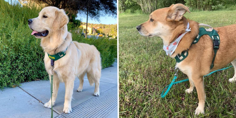 The 5 best no-pull dog harnesses in 2026, tested and reviewed