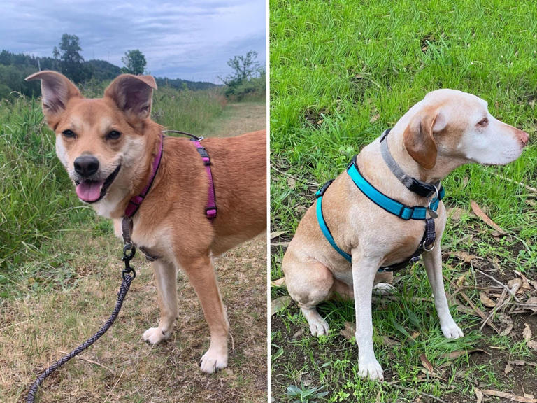 The 5 best no-pull dog harnesses in 2026, tested and reviewed