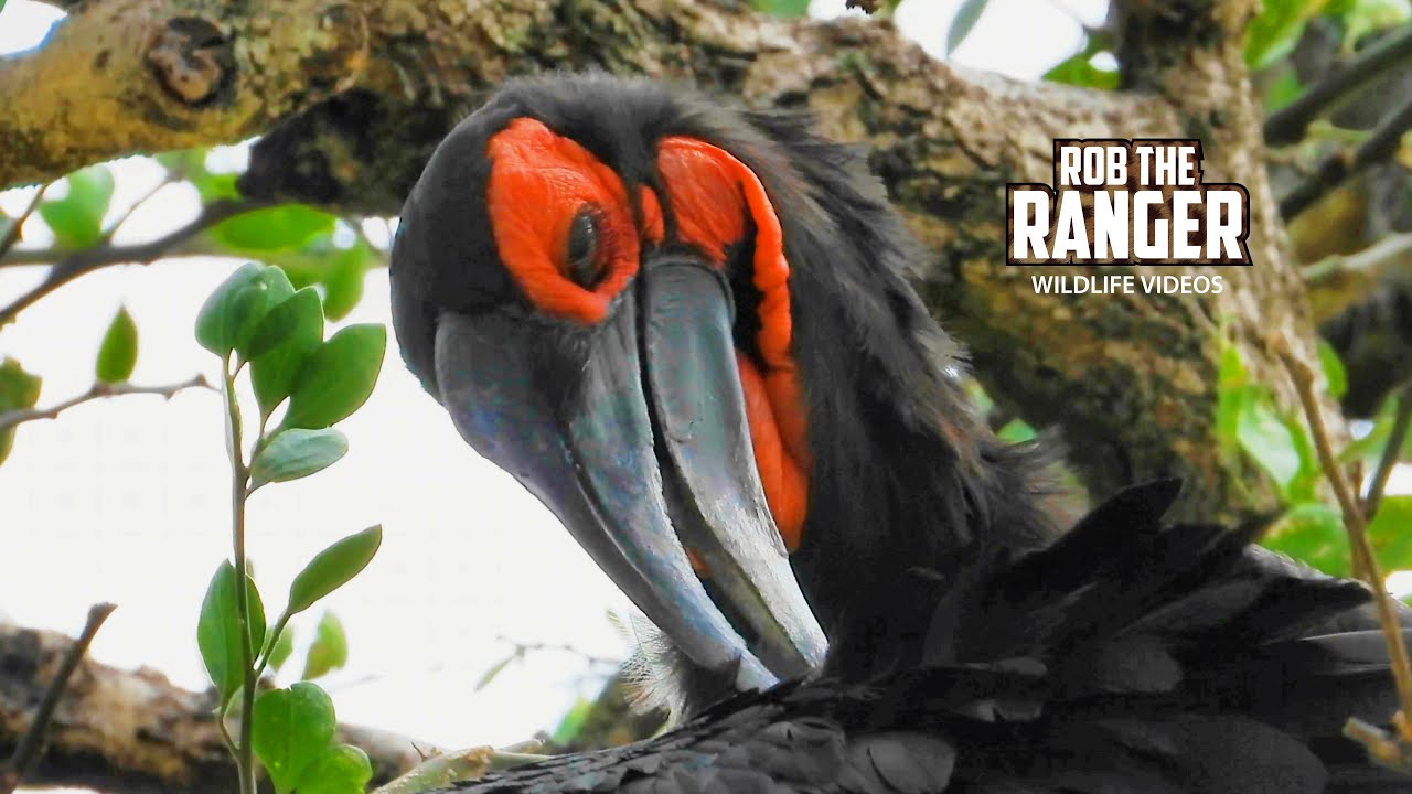 Unusual Bird Perched in Tree: Ground Hornbill!