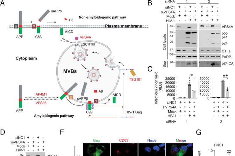 HIV and Alzheimer's pathways collide: Protein fragment disrupts virus ...