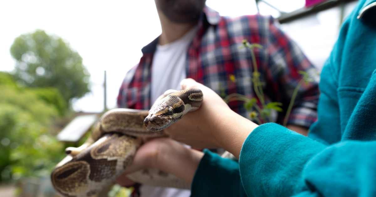 Florida Officials Just Released Snakes Into The Wild To Help Restore ...