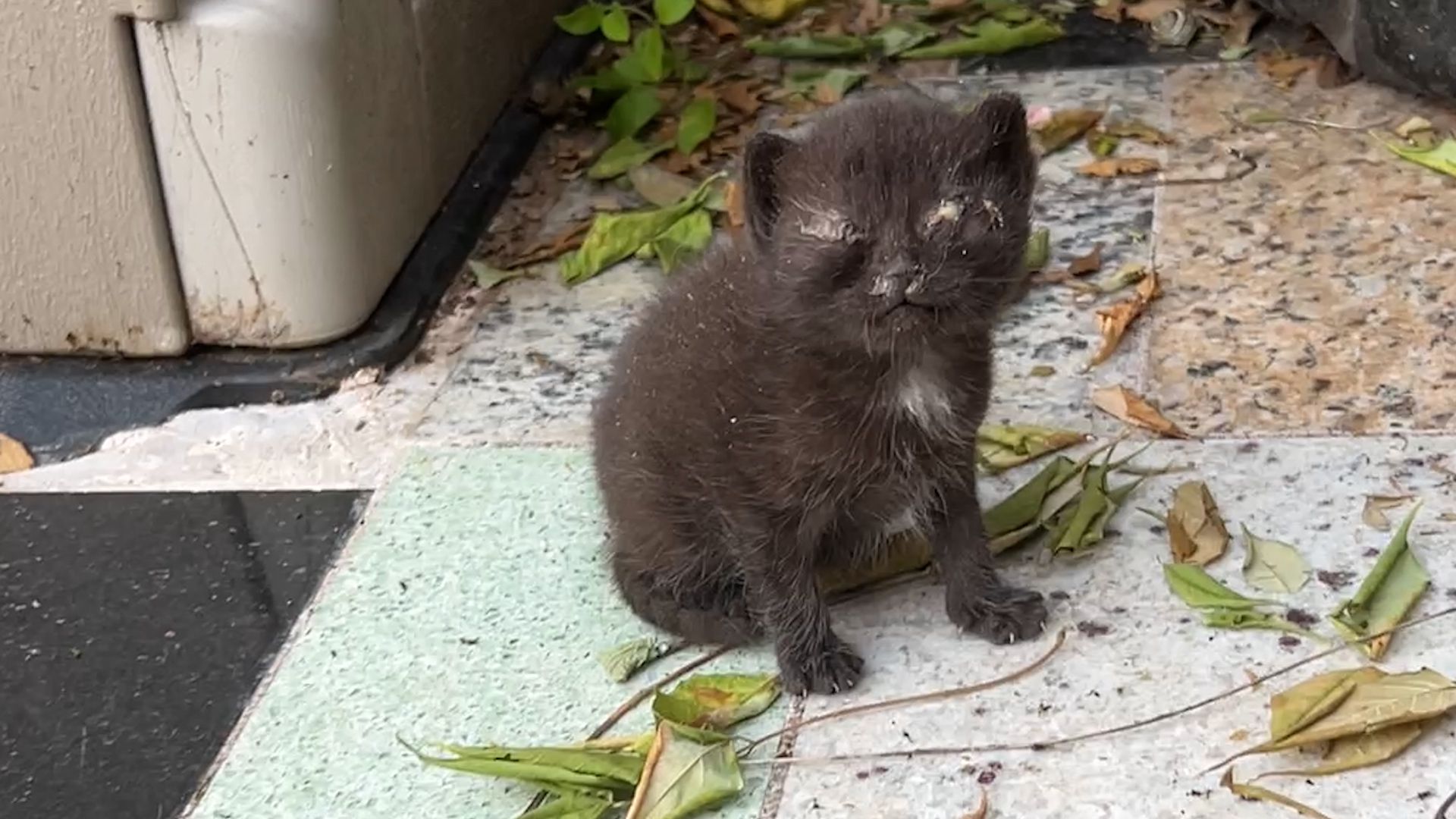 Backyard kittens rescued by woman end up stealing the spotlight
