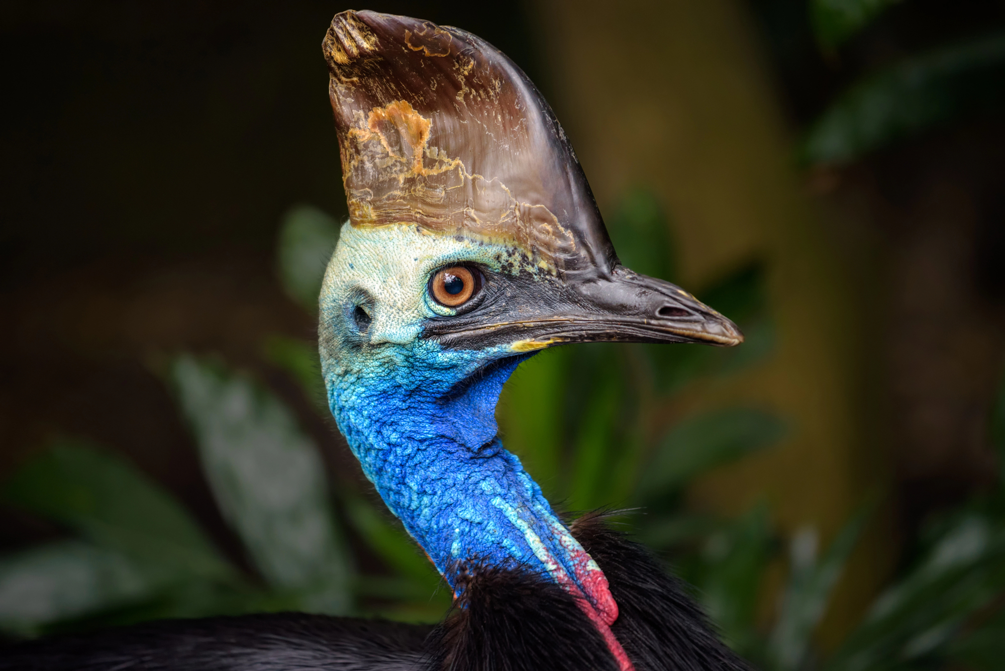 16 Cassowary Facts About the World’s Deadliest Bird