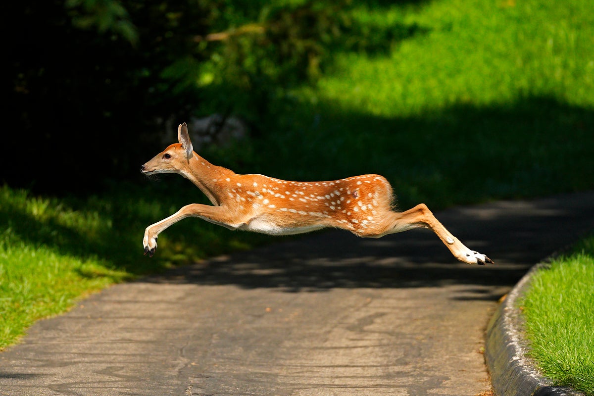 Prep student killed when deer hit by another car flies across the ...