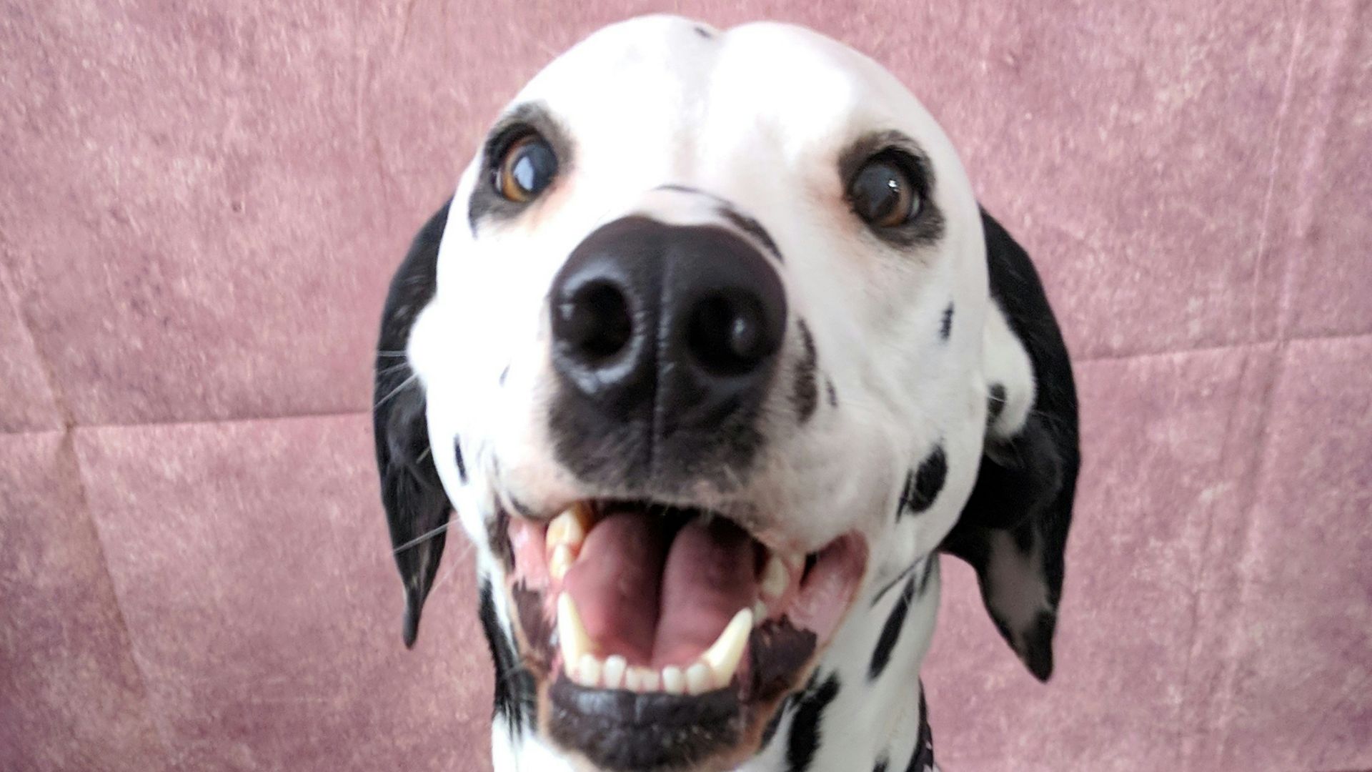 10 Dog Breeds Great For Young Families & 10 For Experienced Owners