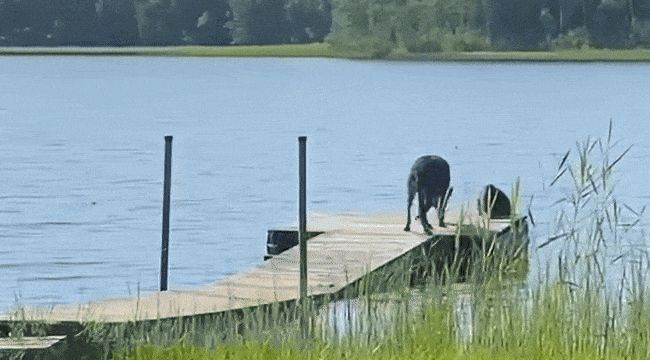 Dog's Well-Timed Sniff Sends Cat Tumbling Into Lake