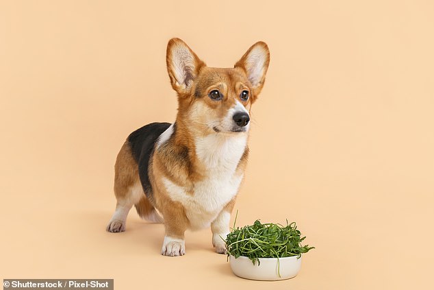 Now even DOGS are being told to go vegan! Plant-based foods provide ...