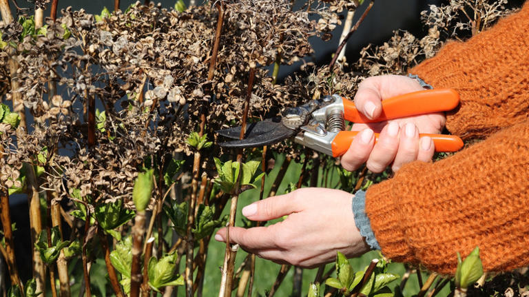 The Gardening Task To Do In Late Summer For Bigger Hydrangea Blooms In ...