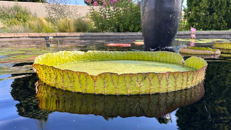 See How Much Weight the Winner of This Year's Giant Waterlily Weigh-Off ...