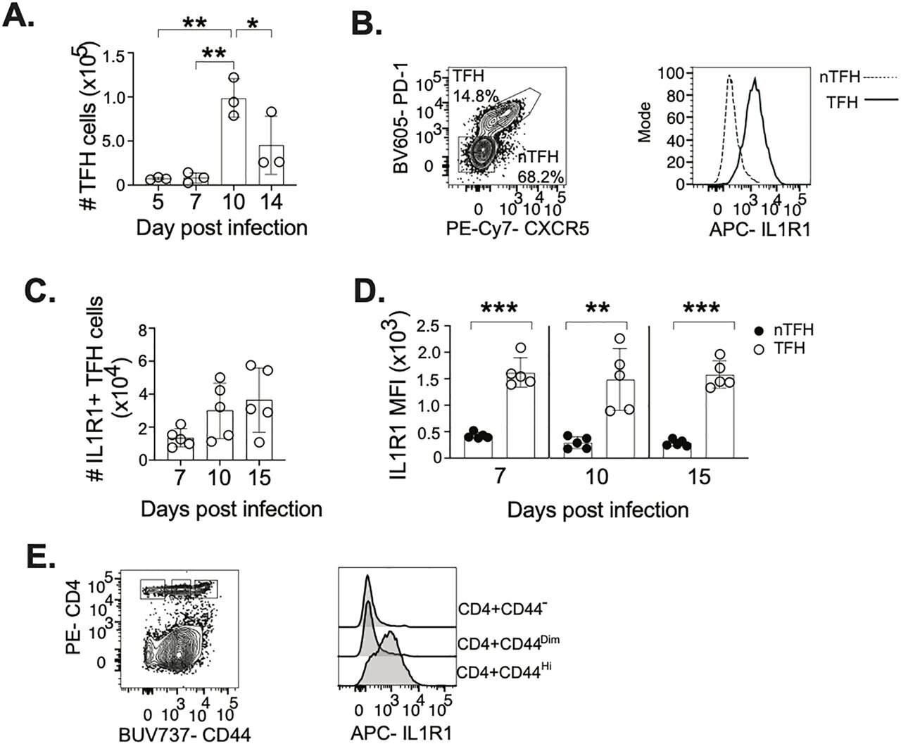 Antibody-making cells reveal new function in response to flu infection