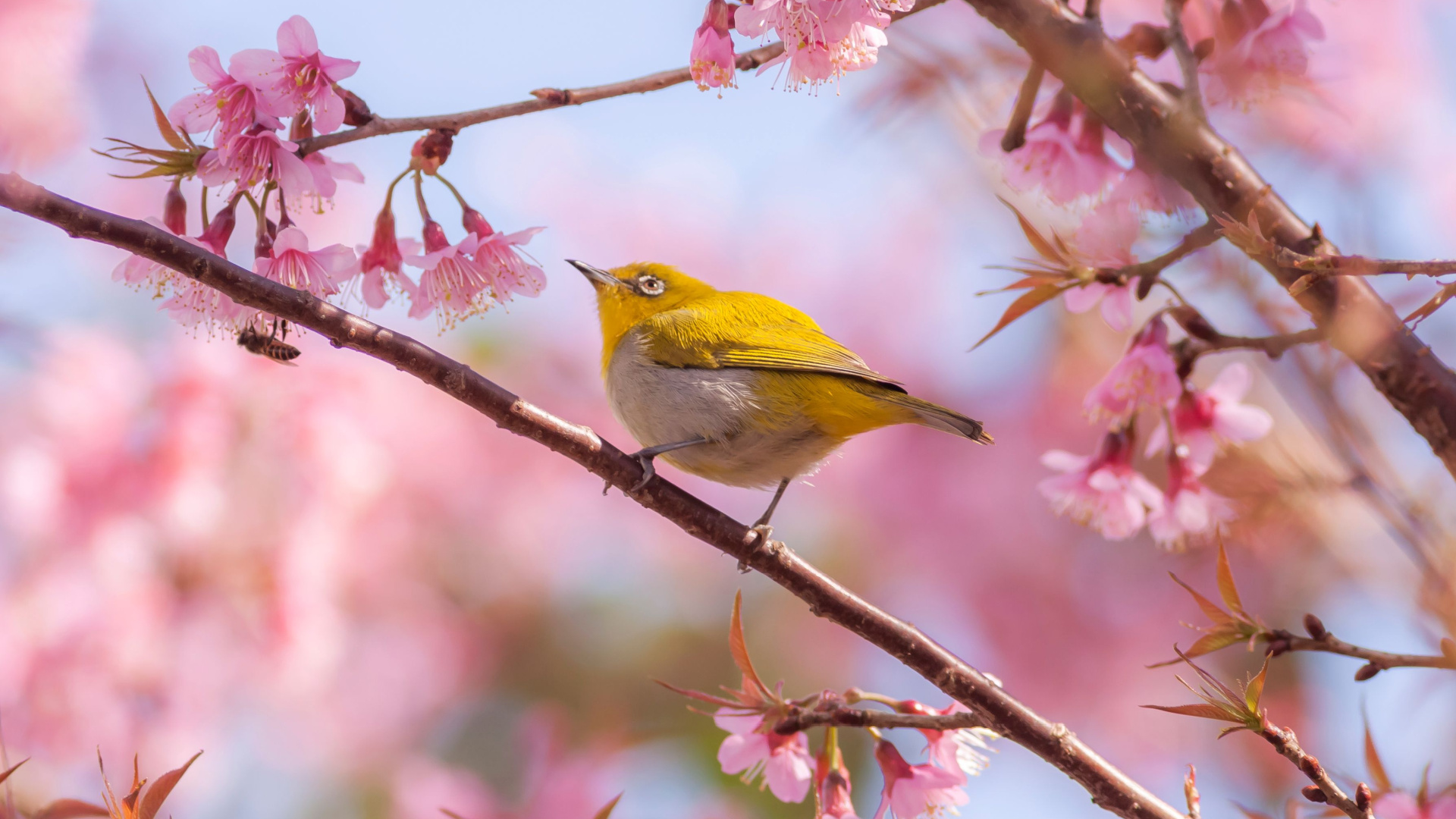 10 Tips For Attracting Rare Birds To Your Garden