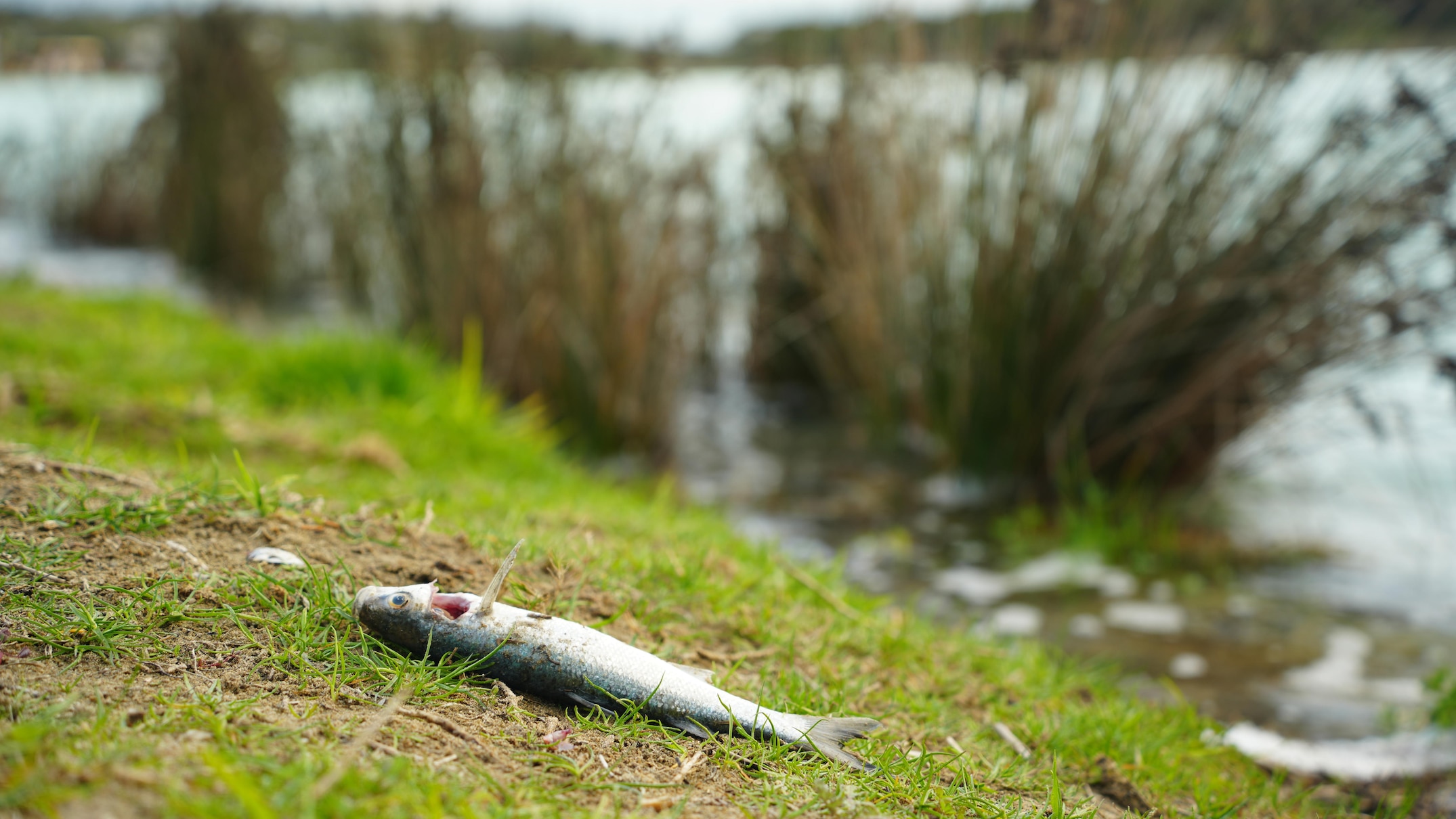 After repeat Anglesea River fish kills over 25 years, locals and experts are stumped