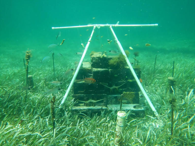 Nutrient-enriched seagrass can store more carbon, but too much ...