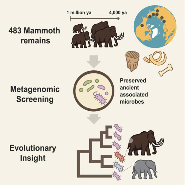 A 1.1-Million-Year-Old Secret Hidden in a Mammoth’s Mouth Just Got Unlocked