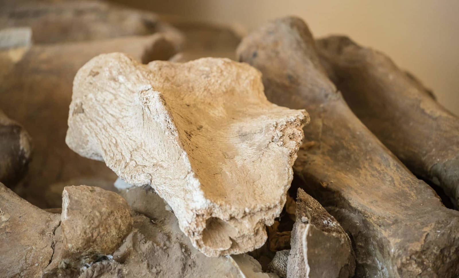 A 1.1-Million-Year-Old Secret Hidden in a Mammoth’s Mouth Just Got Unlocked