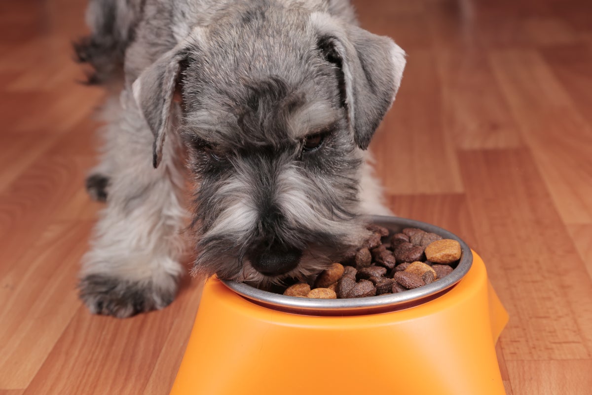 Vegan dog food provides similar nutrients to meat-based diets, new ...