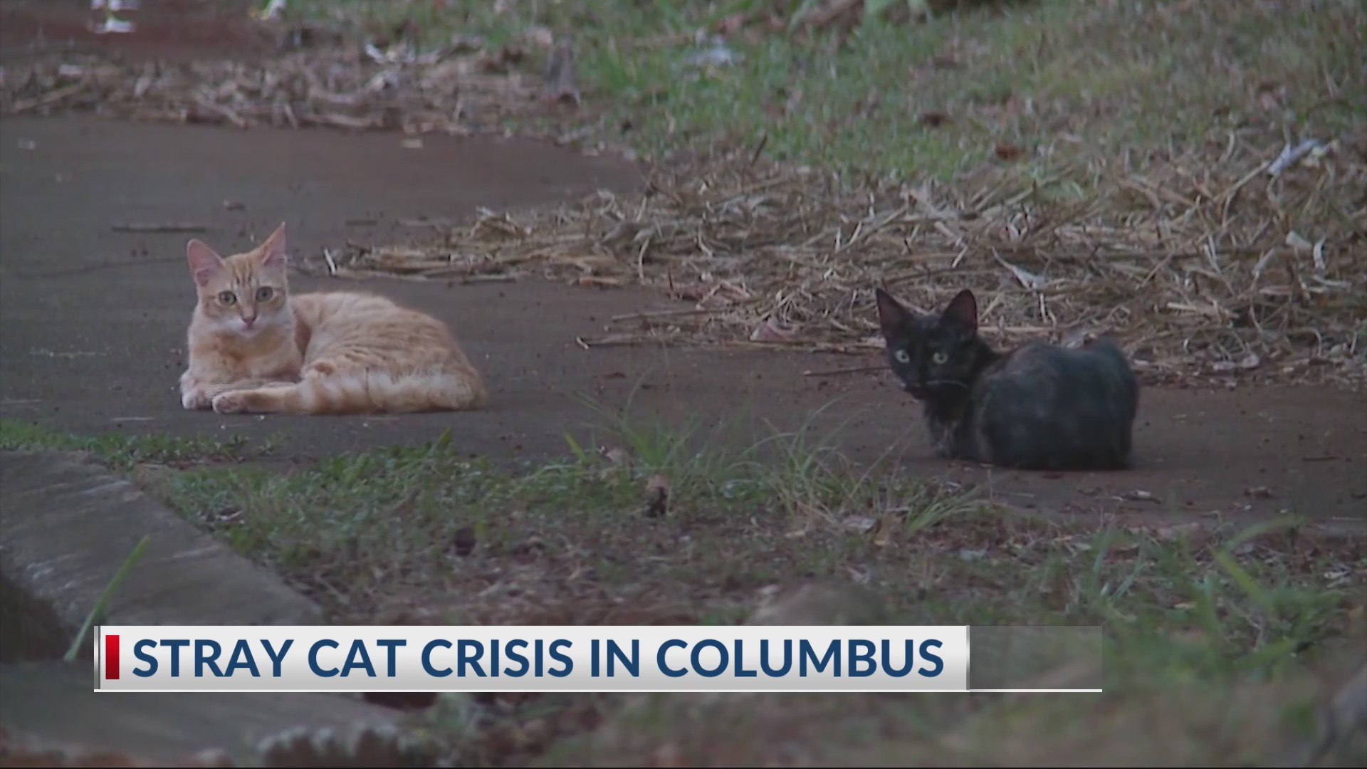 Columbus facing growing stray cat crisis