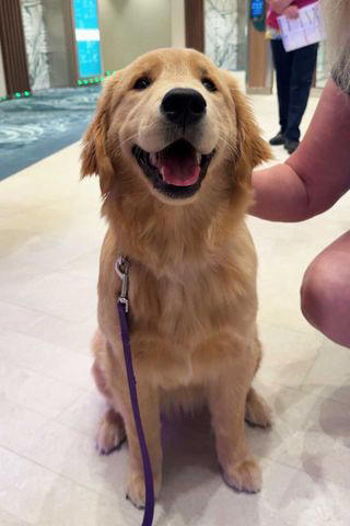 A Look Inside the Life of the Golden Retriever Who Calls One of the ...