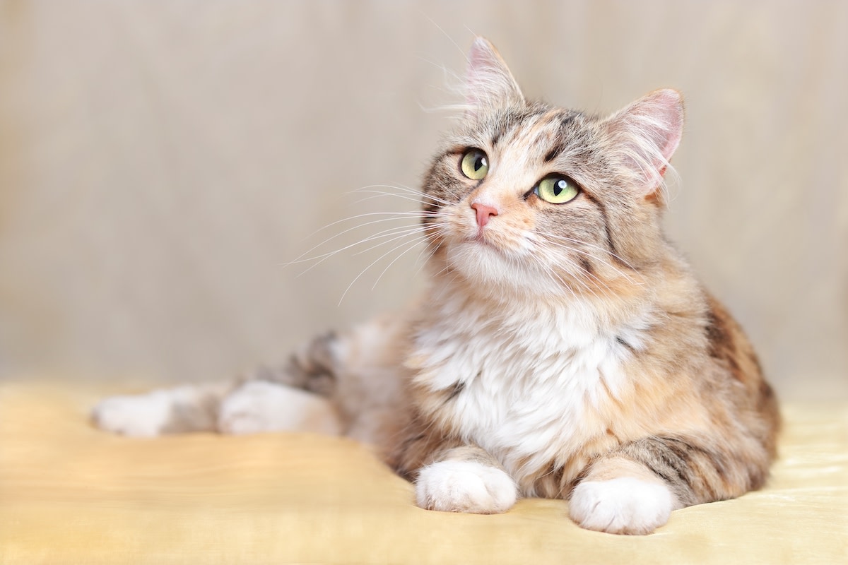 America’s Most Popular Cat Names of 2025 Are Full of Classics and a Few ...