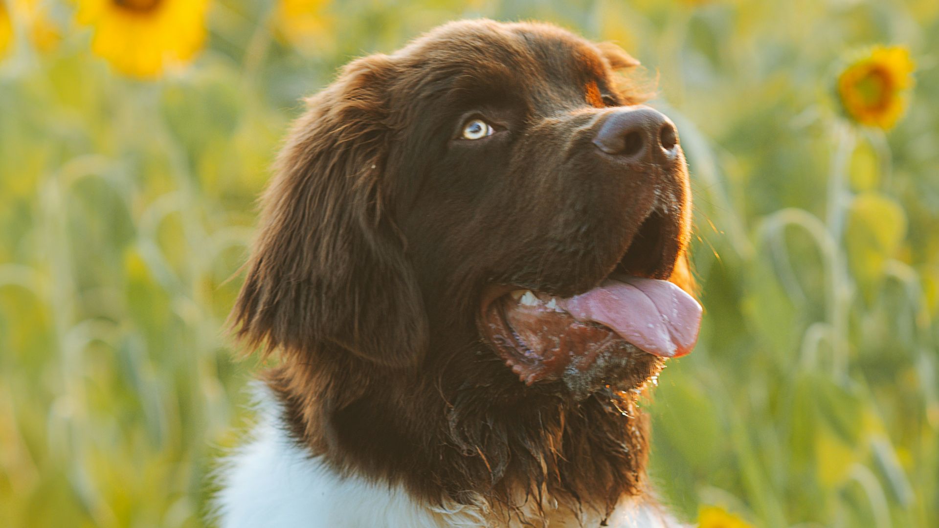 10 Dog Breeds Great For Young Families & 10 For Experienced Owners