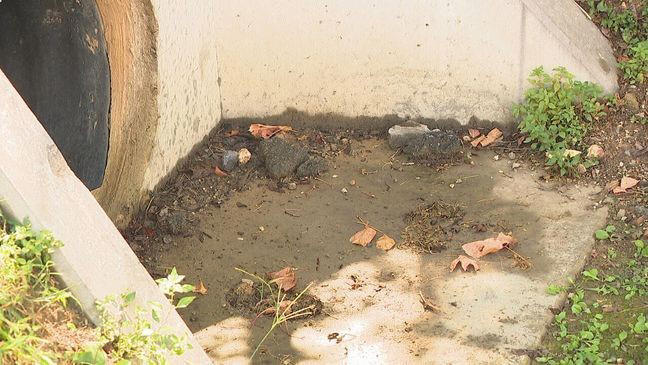 Officials raise health concerns after 5 goats found dead behind ...