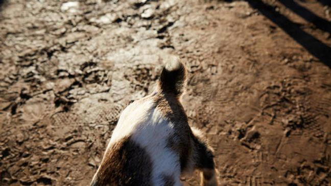 Officials raise health concerns after 5 goats found dead behind ...
