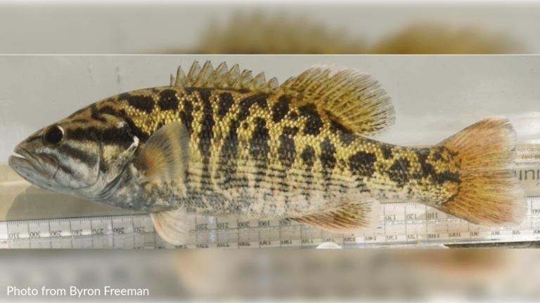 Bass found in just one US river officially named as new species