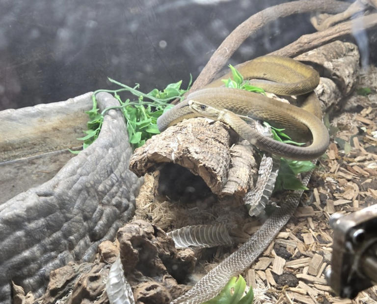 Venomous snakes, tarantulas seized during drugs raid in northern Minnesota