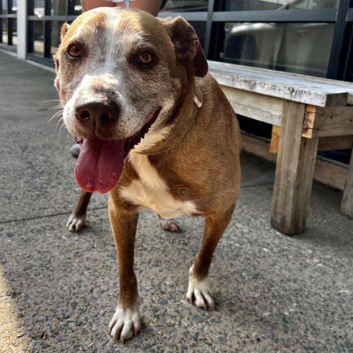 Angels of Assisi receives grant to support senior dogs
