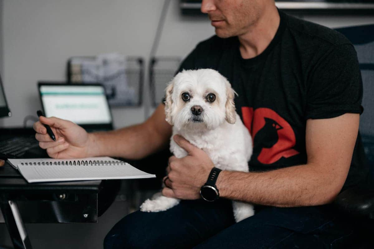 21 low-maintenance dog breeds perfect for busy people