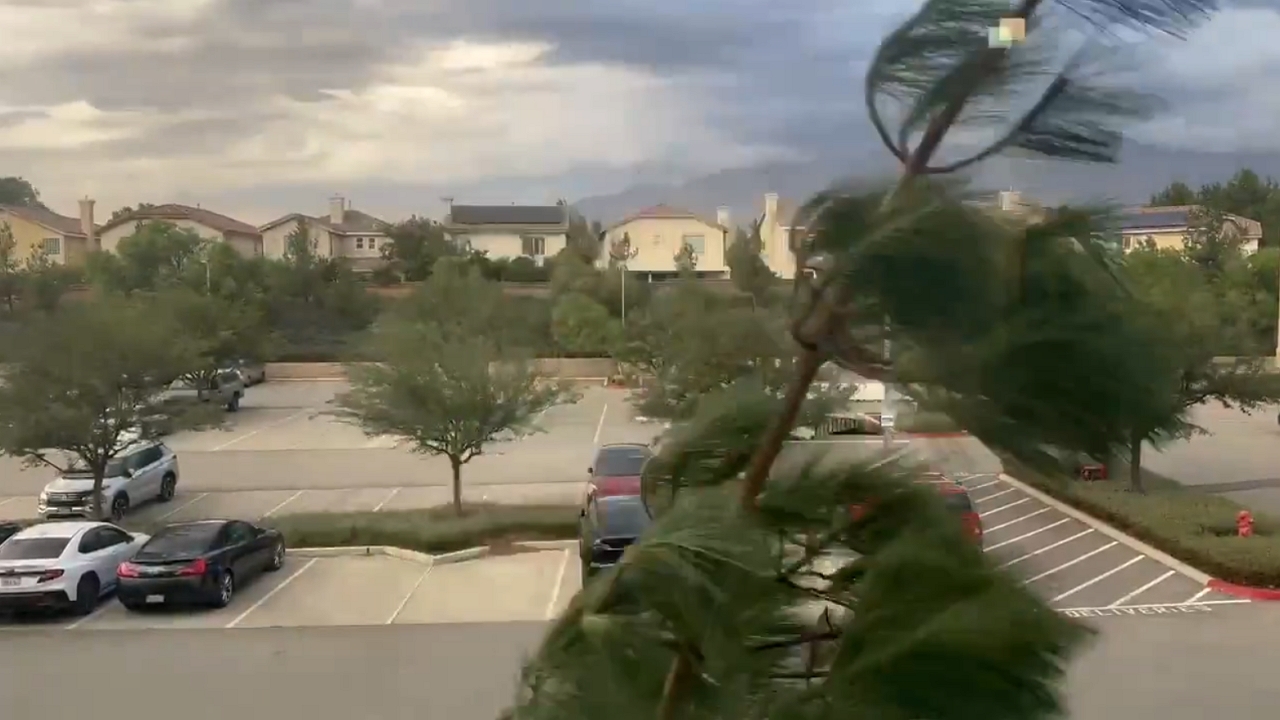 Super windy morning with dancing trees in California, USA