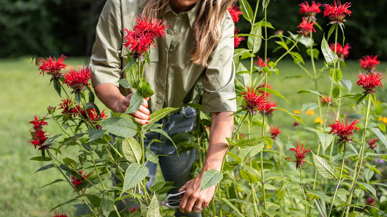 8 Reasons Why Every Gardener Should Be Growing Native Bee Balm