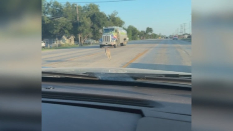 Kangaroos returned safely after escaping Waco Wildlife Rescue