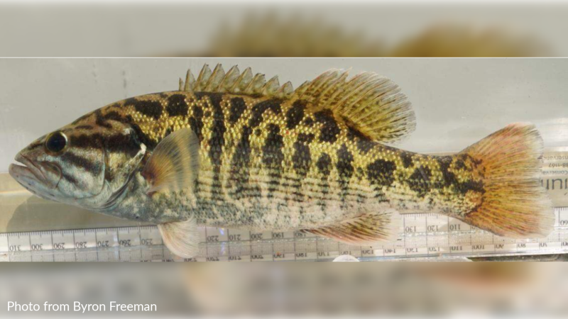 Bass found in just one US river officially named as new species