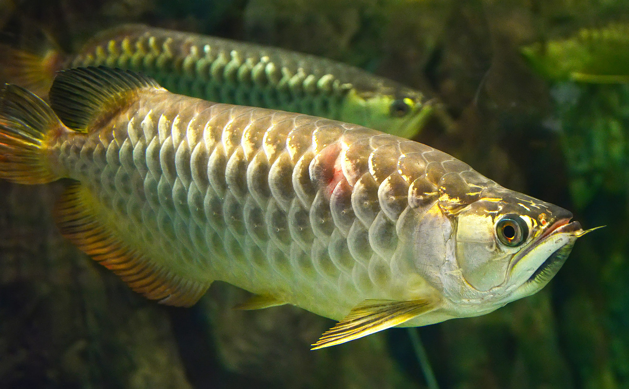 15 Rare Aquarium Fish Worth Fortunes
