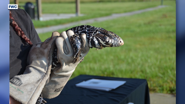 Argentine Tegus: Has South Florida invasive lizard made its way to ...