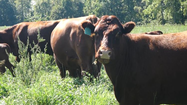 'It is something I've never seen before': Local farmer, meat market ...