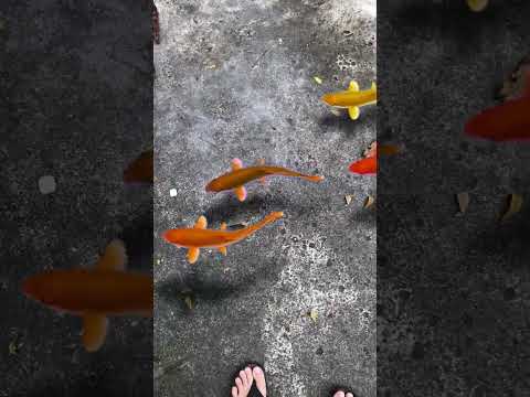 Fish swimming in the yard