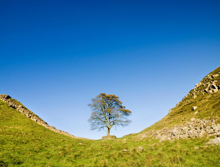Minimum age of Sycamore Gap tree confirmed by scientists after illegal ...