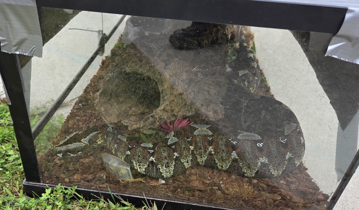 Venomous snakes, tarantulas seized during drugs raid in northern Minnesota