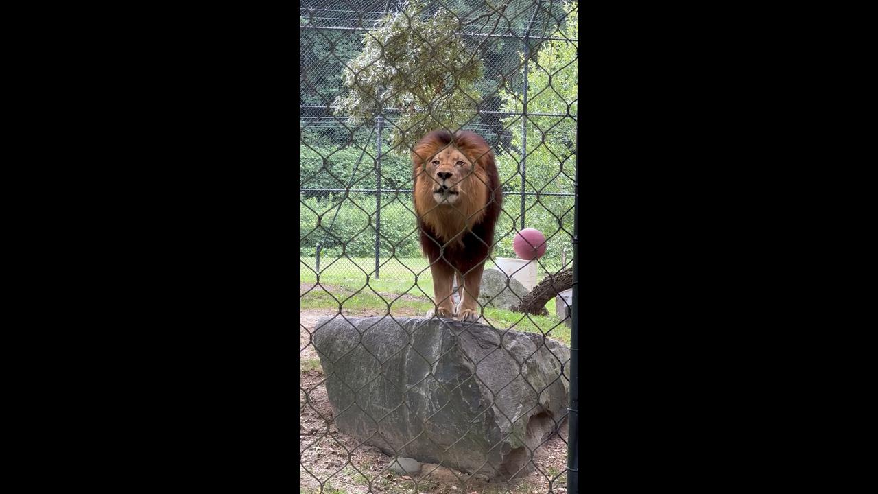 Lion Loudly Roars at Zoo Crowd