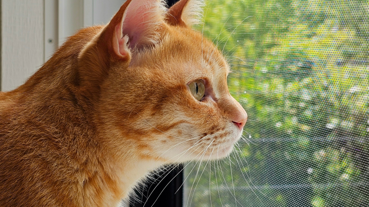 Orange Cat Channels His Inner Chappell Roan Every Time He Sees a Bird ...
