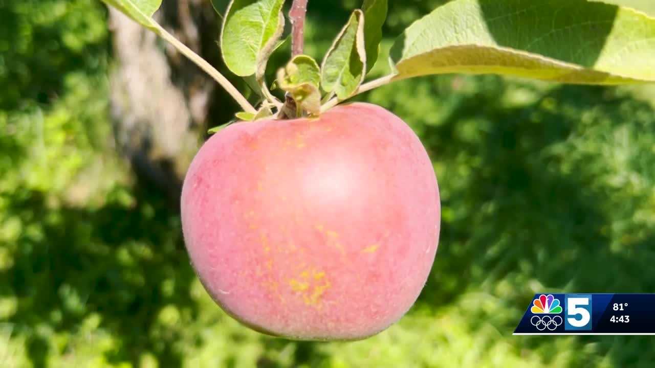 Wet spring, dry summer creating average apples after 2024's super bloom