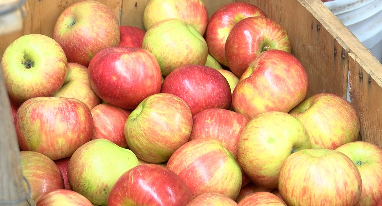 Mileur Orchards kicks off apple season after wet spring