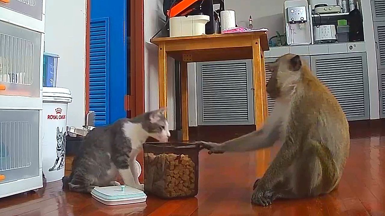 ¡Mío! Un mono salvaje le roba la cena al gato y lo echa de casa