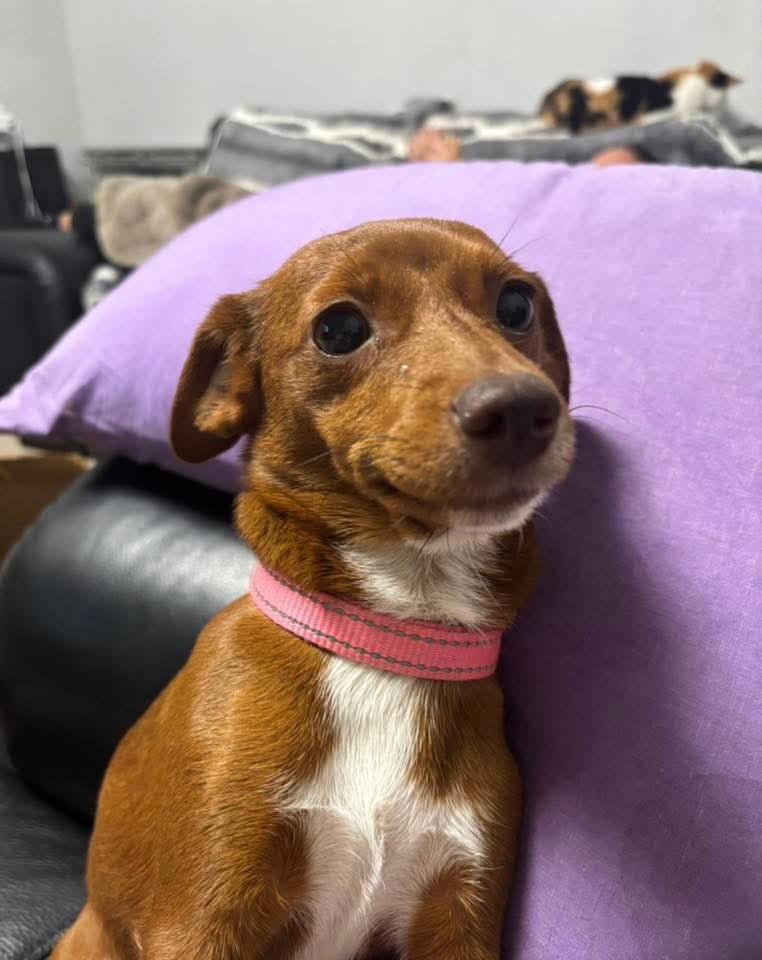 Mystery as Yacht Found Adrift with Dog but No Skipper